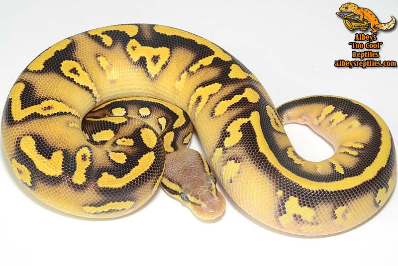 Available Ball Pythons