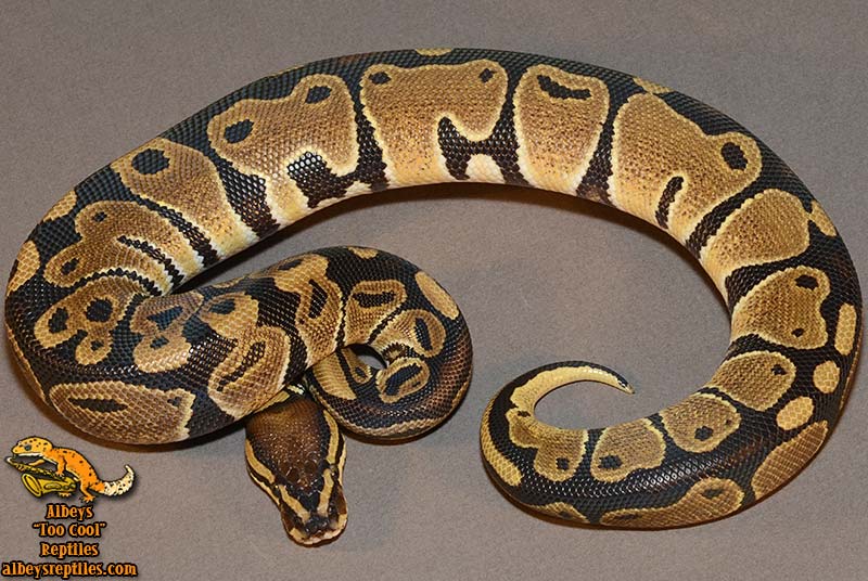 Available Ball Pythons