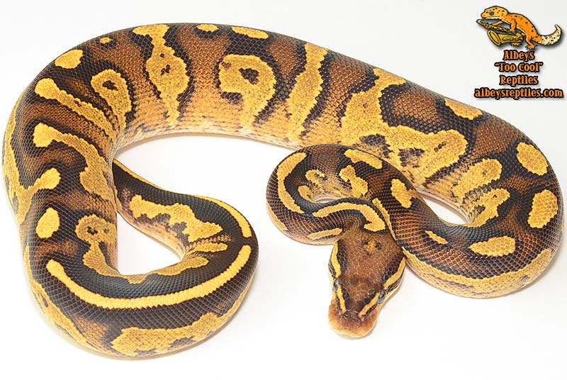 Available Ball Pythons