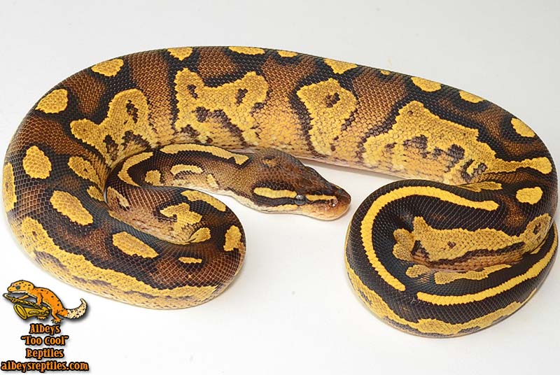 Available Ball Pythons