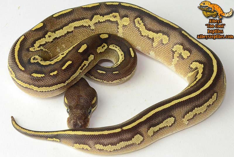 Available Ball Pythons