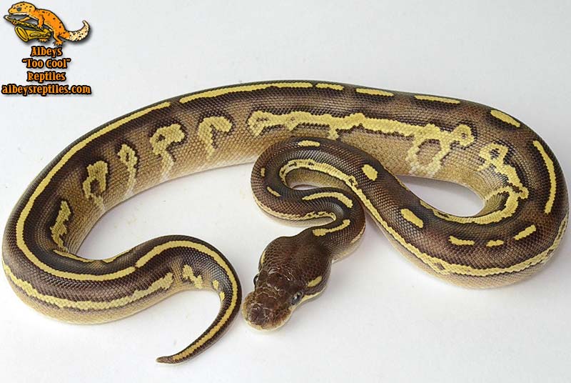 Available Ball Pythons