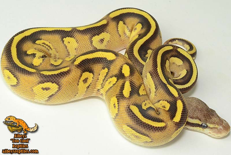 Available Ball Pythons