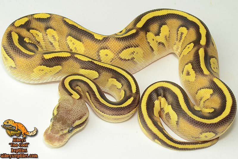Available Ball Pythons