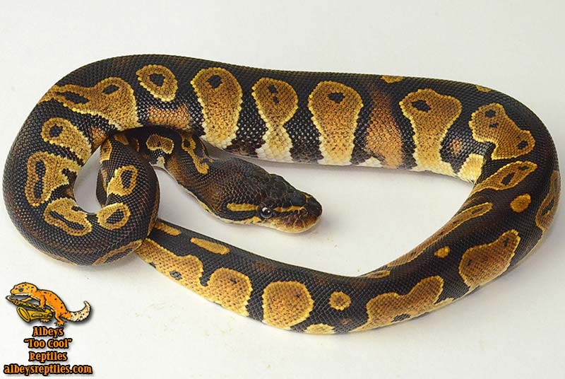 Available Ball Pythons