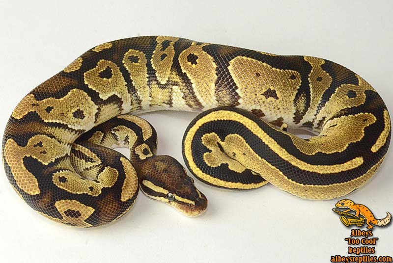 Available Ball Pythons