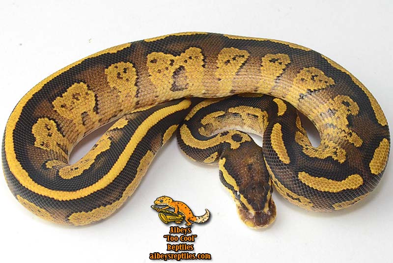 Available Ball Pythons