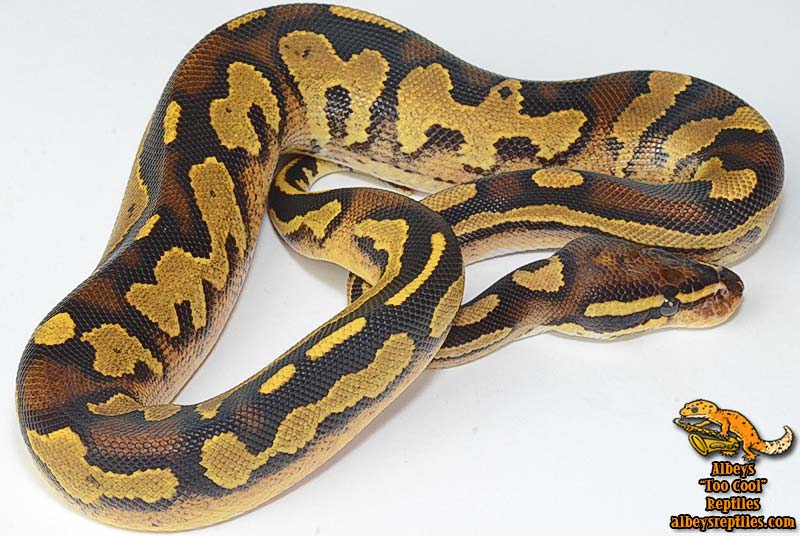 Available Ball Pythons