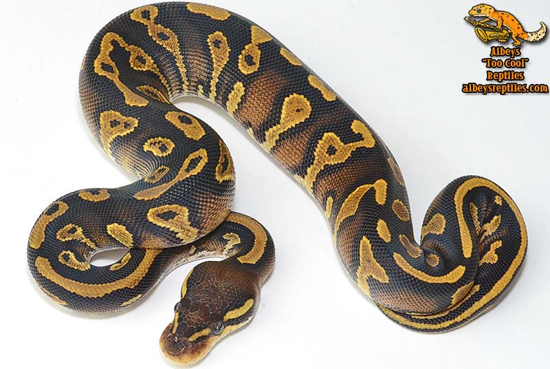 Available Ball Pythons