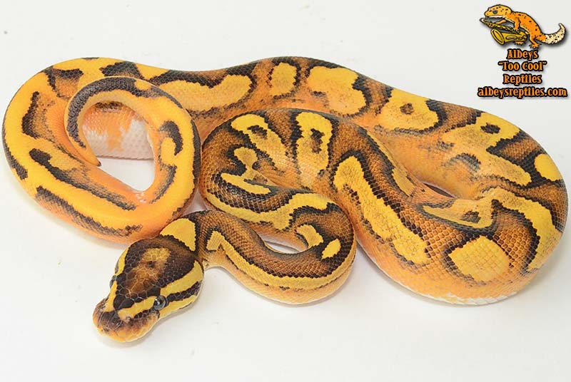 Available Ball Pythons
