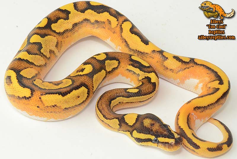 Available Ball Pythons
