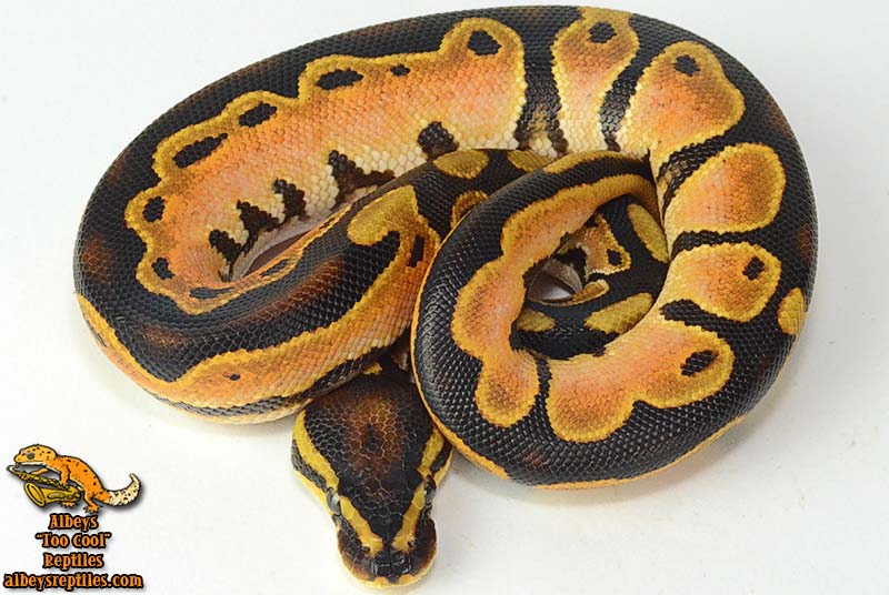 Available Ball Pythons