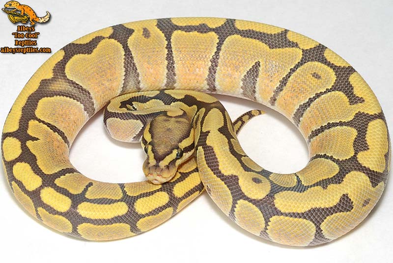 Available Ball Pythons