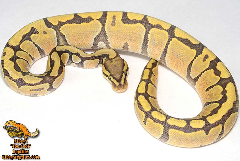Available Ball Pythons