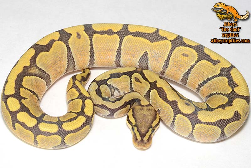 Available Ball Pythons