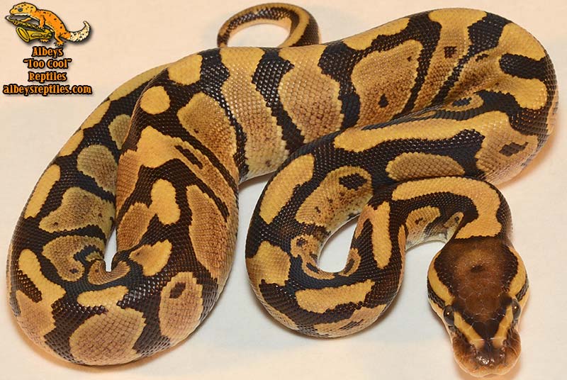 Available Ball Pythons