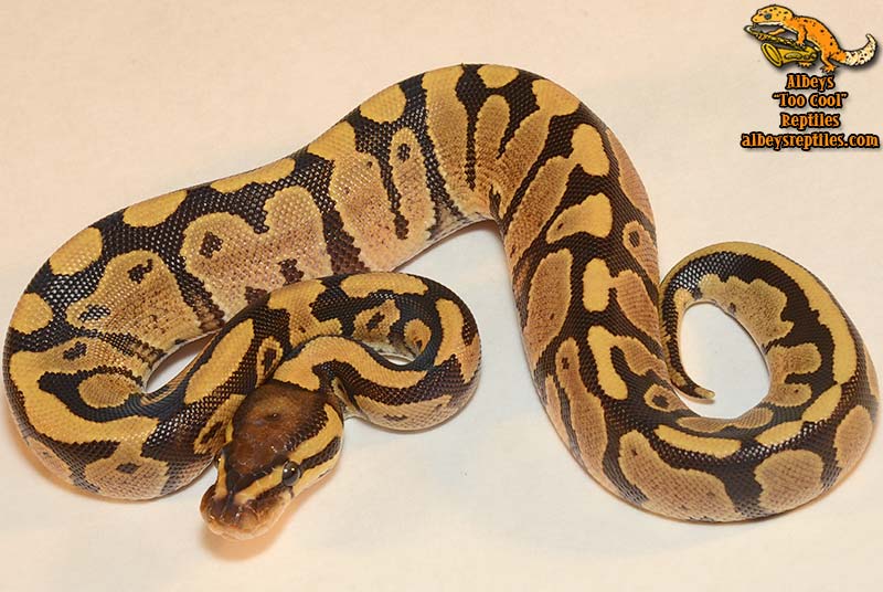 Available Ball Pythons