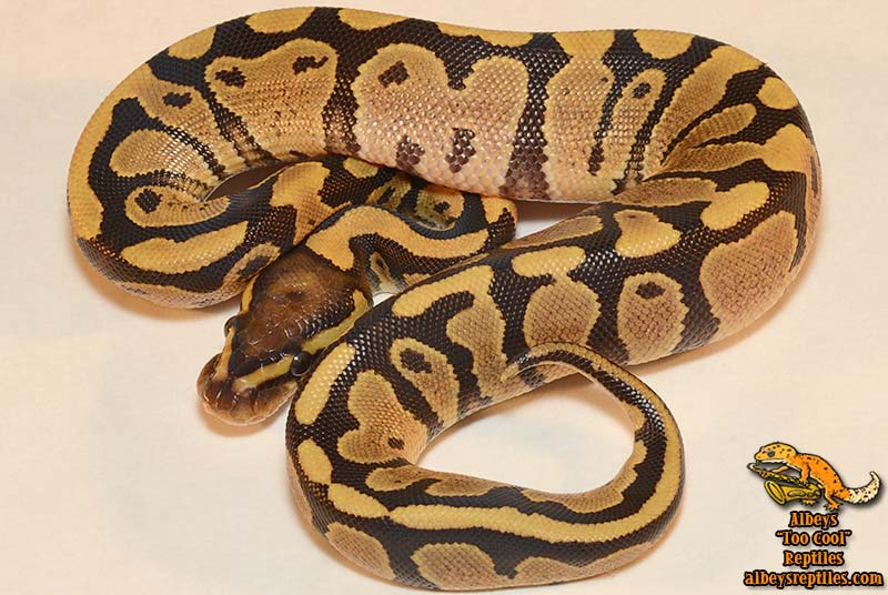 Available Ball Pythons