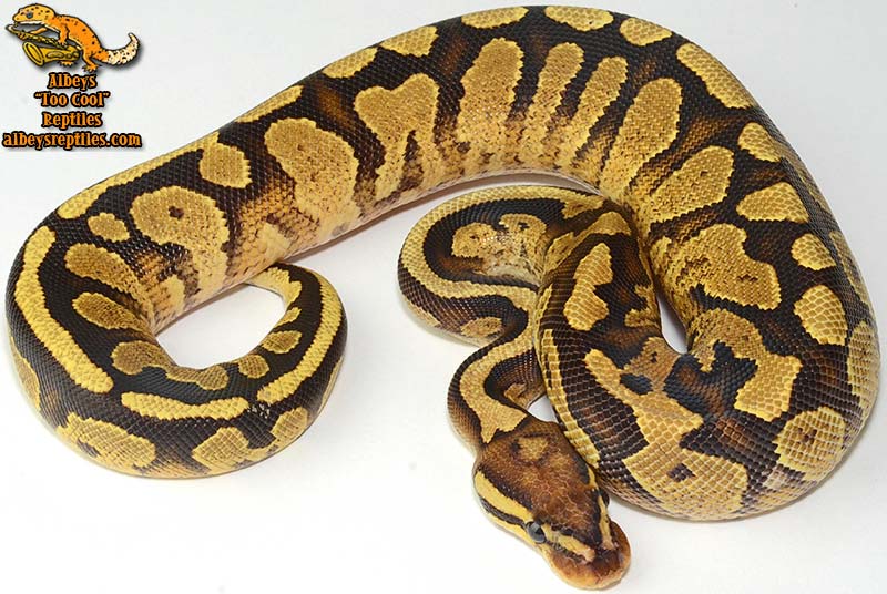 Available Ball Pythons