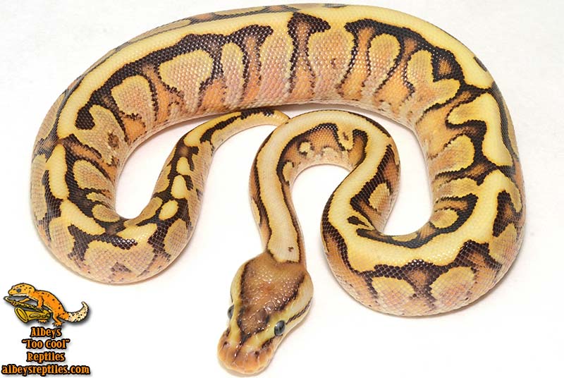 Available Ball Pythons