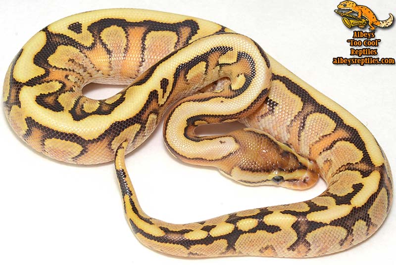 Available Ball Pythons