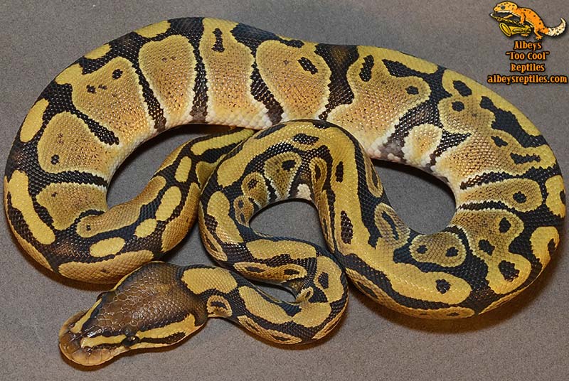 Available Ball Pythons