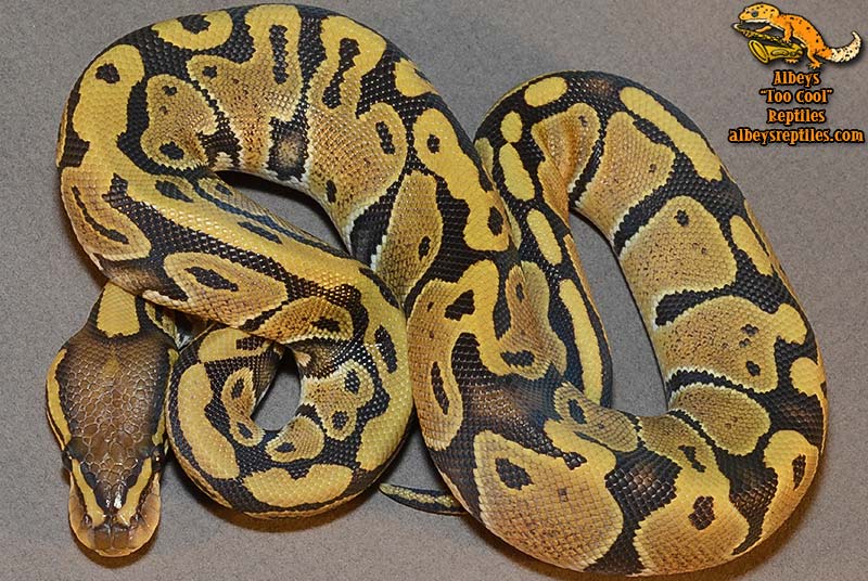 Available Ball Pythons