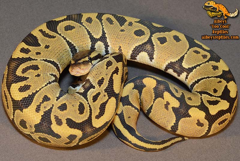 Available Ball Pythons