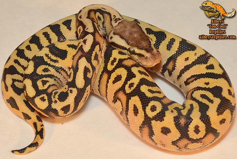 Available Ball Pythons