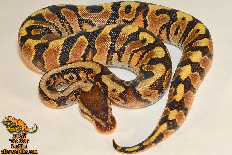 Available Ball Pythons