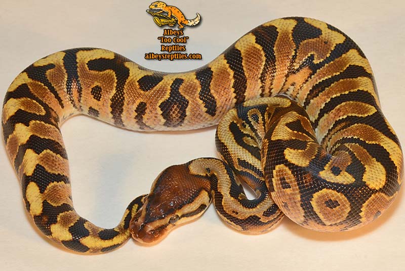 Available Ball Pythons