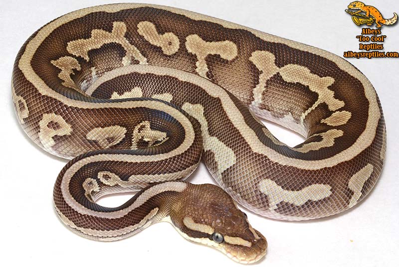 Available Ball Pythons