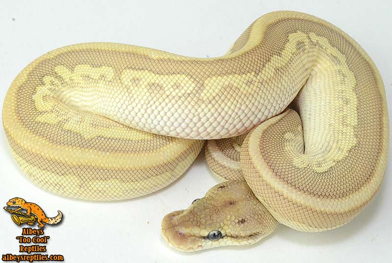 Available Ball Pythons