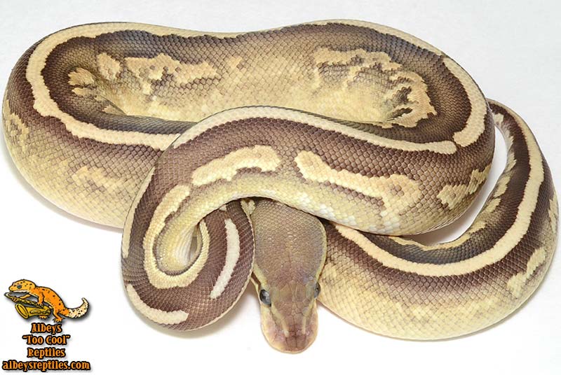 Available Ball Pythons