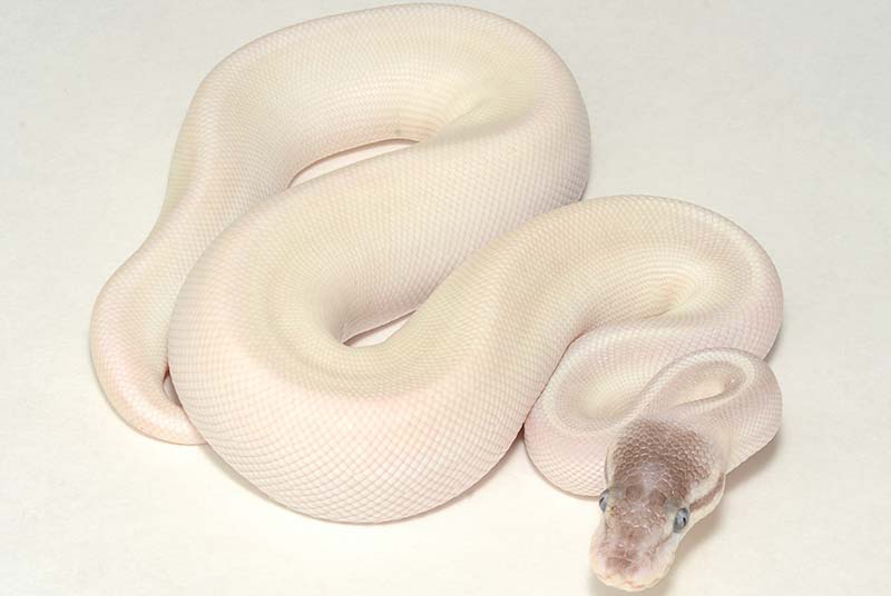 Available Ball Pythons