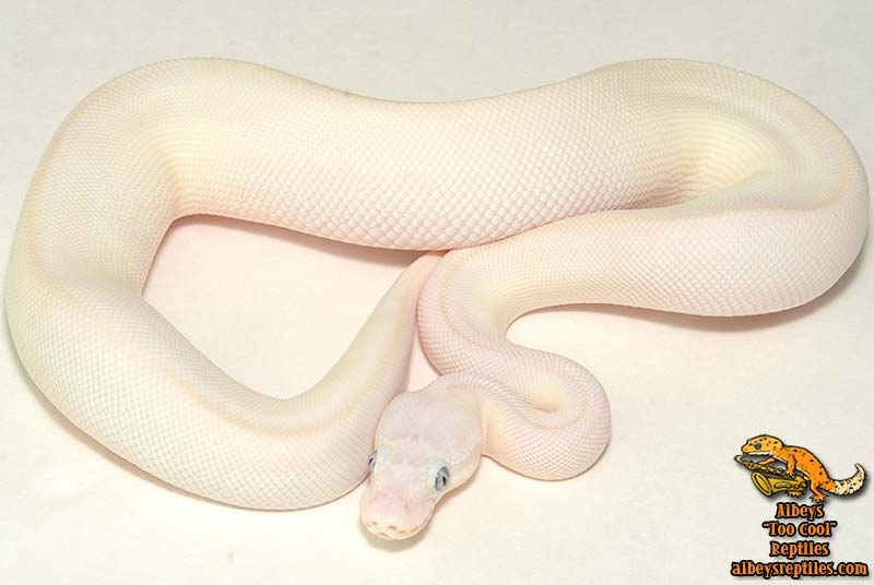 Available Ball Pythons