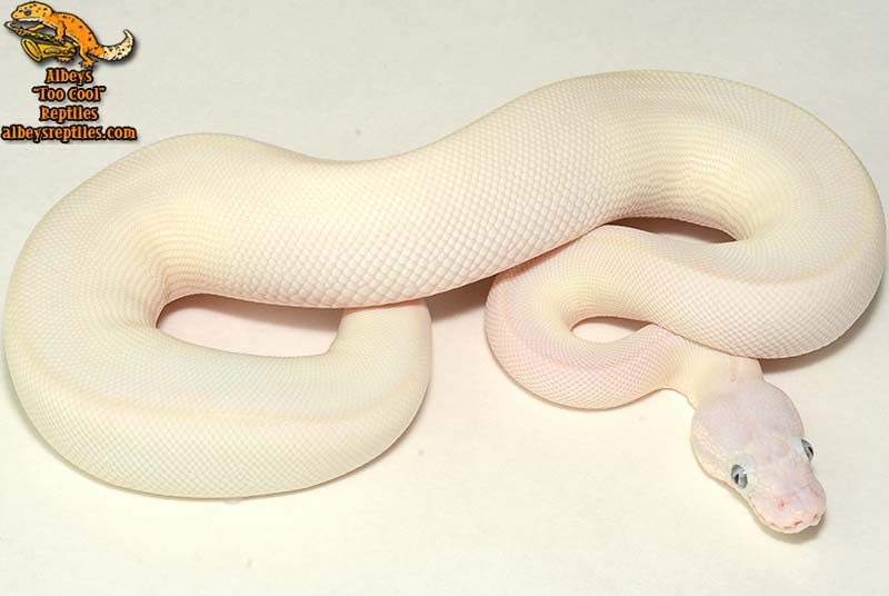 Available Ball Pythons