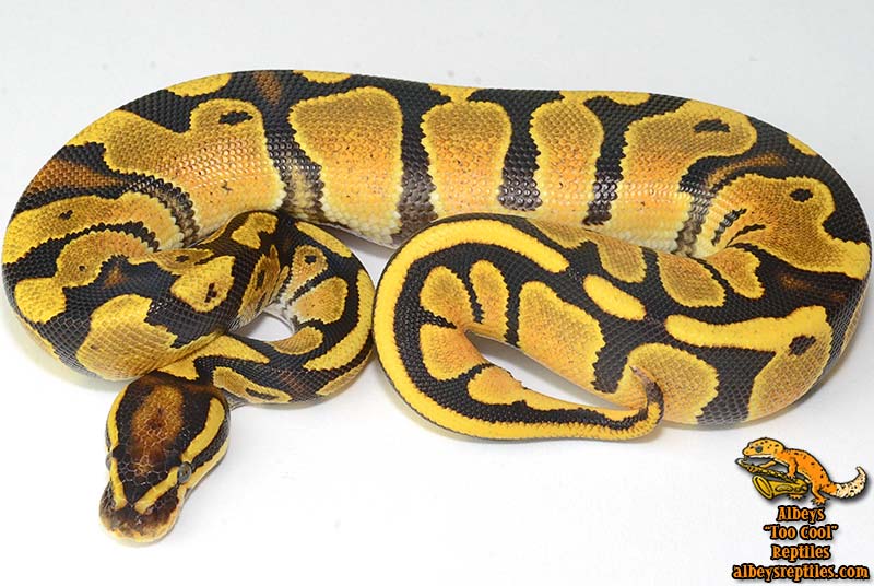 Available Ball Pythons