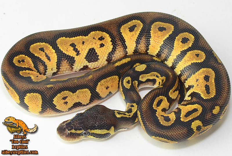 Available Ball Pythons