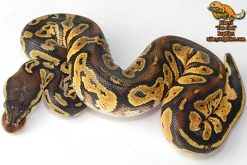 Available Ball Pythons