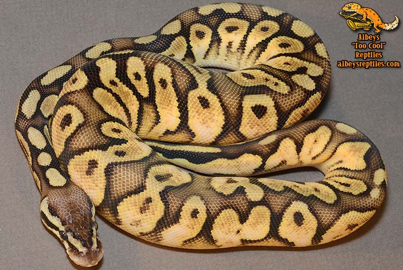 Available Ball Pythons