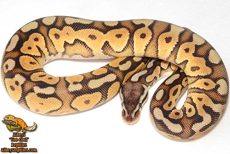 Available Ball Pythons