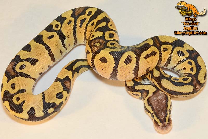 Available Ball Pythons