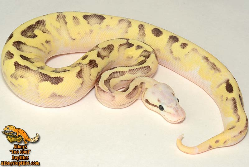 Available Ball Pythons