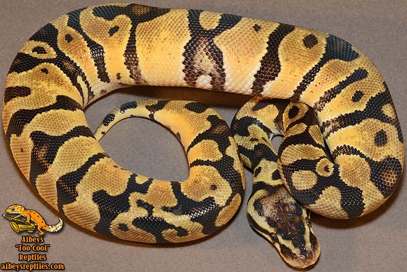 Available Ball Pythons