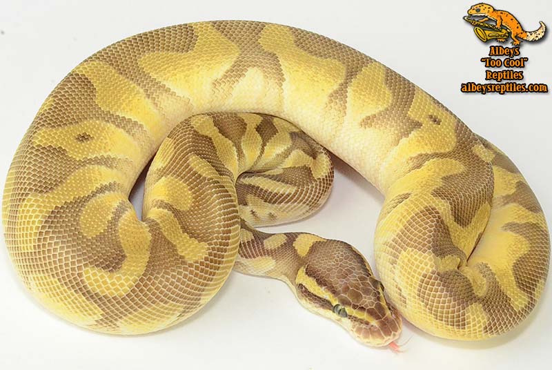 Available Ball Pythons