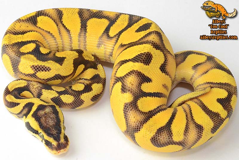 Available Ball Pythons