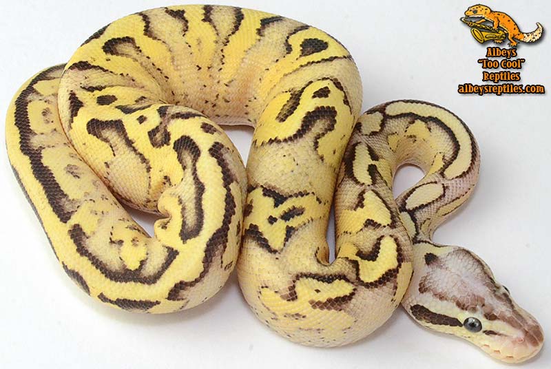 Available Ball Pythons