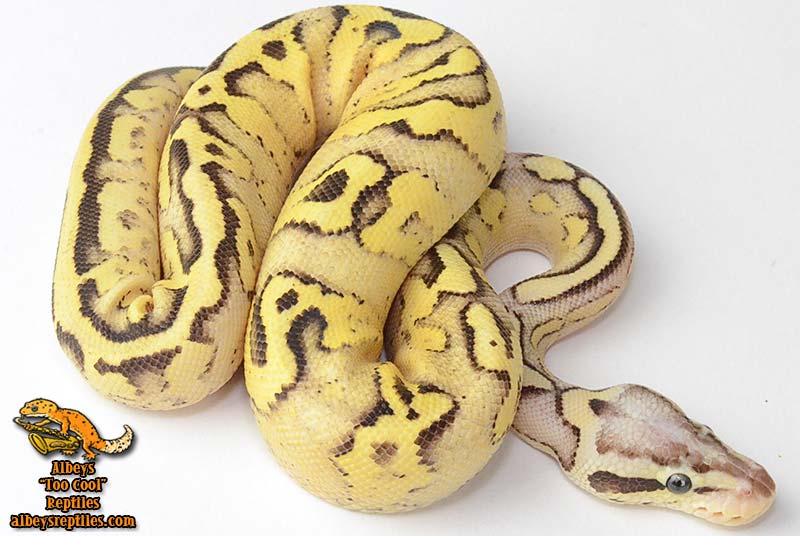 Available Ball Pythons