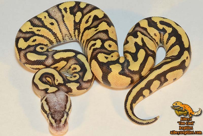 Available Ball Pythons
